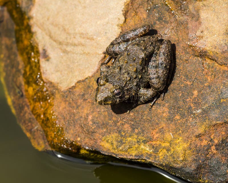 Frog on a rock. stock photo. Image of closeup, outdoor - 34189440