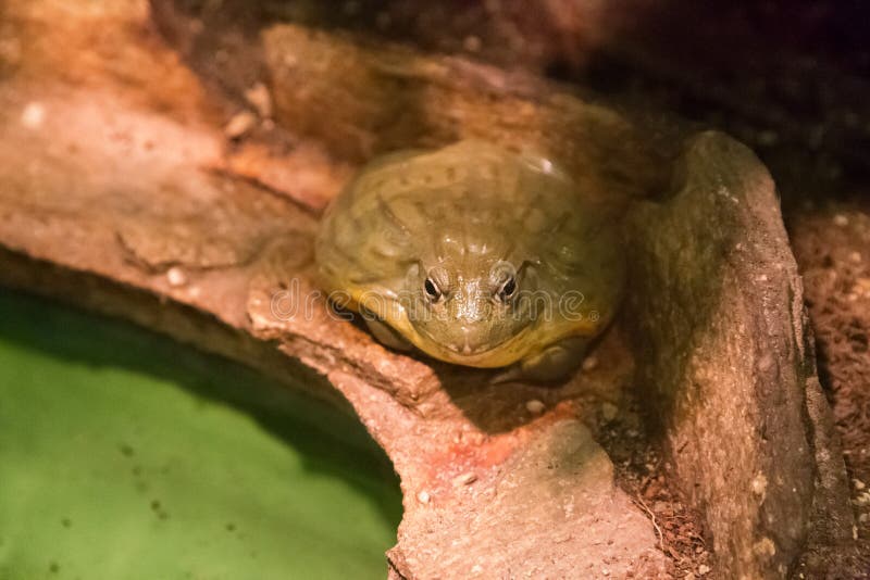 Frog on a rock stock image. Image of rock, animal, close - 2442775