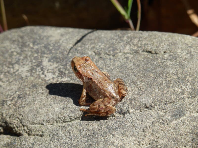 Frog on the Rock stock image. Image of basking, warm - 64674917