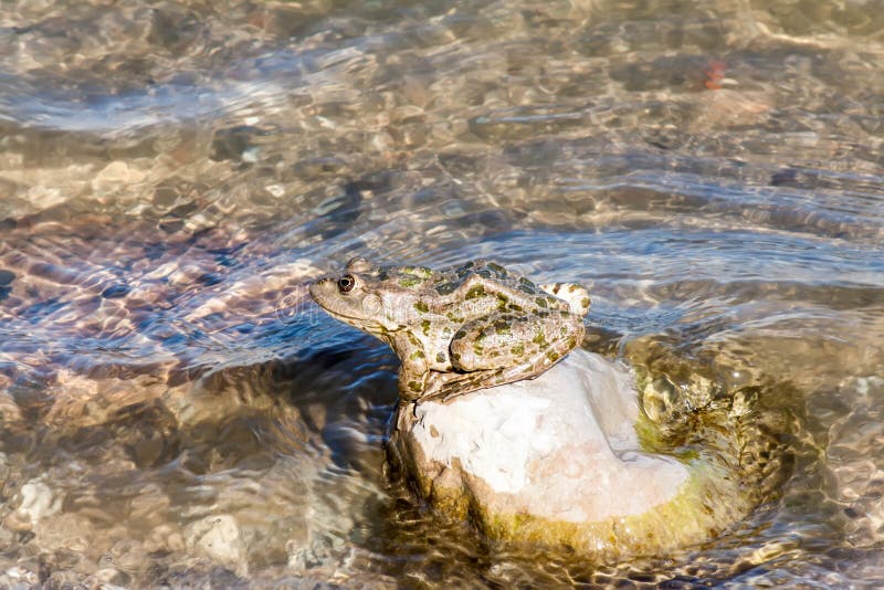Frog on a rock stock image. Image of outdoors, rock, shiny - 47213897