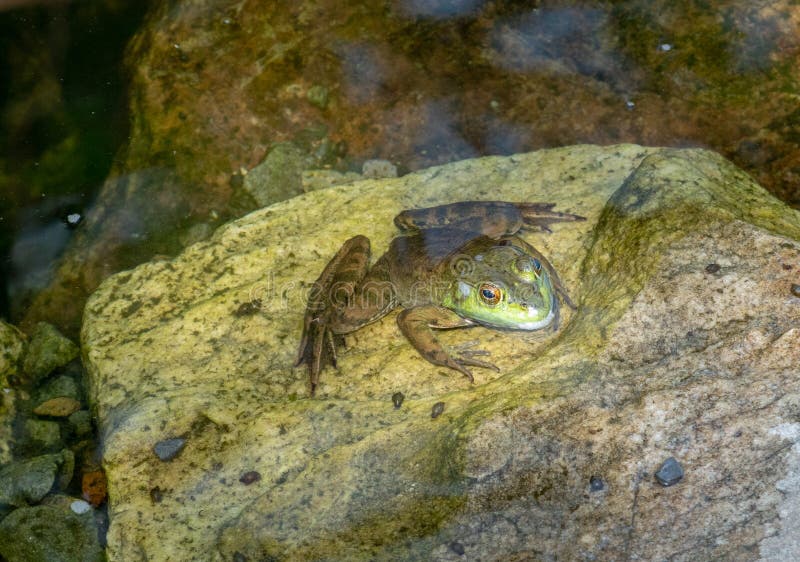 Frog on a Rock stock image. Image of sitting, stones - 167383693