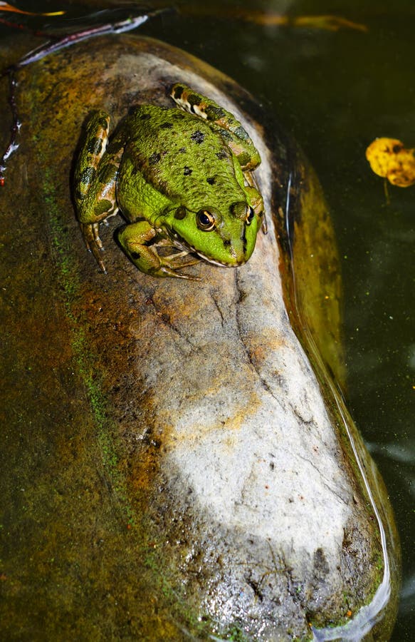 Frog on a rock in a pond stock photo. Image of prince - 29921580