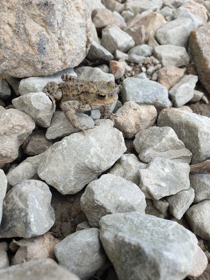 Frog on the rocks stock image. Image of rocks, amphibian - 187942055