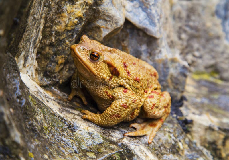 Frog on the rocks stock image. Image of close, colorful - 81488075