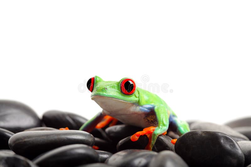 Frog On The Rocks Near A Pond Stock Photo - Image of environment, beast ...