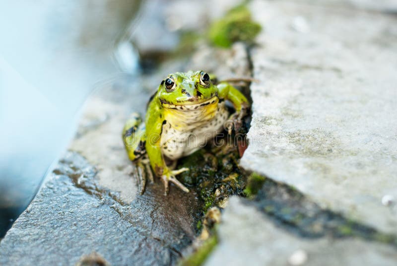 Frog on the Rocks Near a Pond Stock Image - Image of simple, season ...