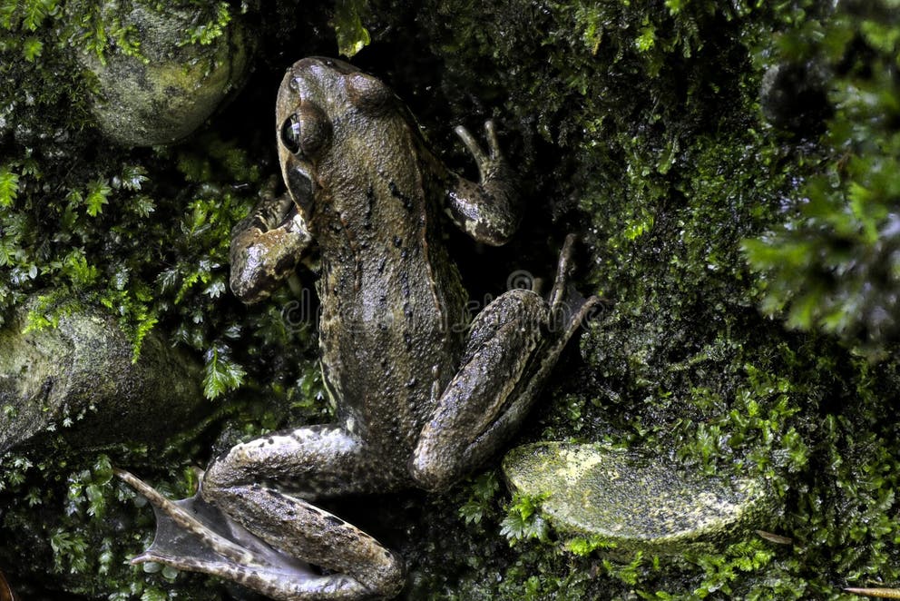 Frog on Rocks Seen from Above Stock Image - Image of animal, anura: 6387383