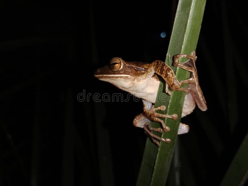 A frog and it s cool style stock photo. Image of frog - 258555622