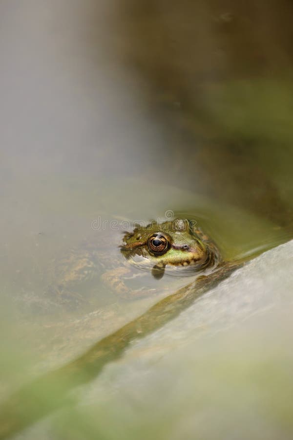 Only the Frog S Head is Visible from the Water Stock Photo - Image of ...