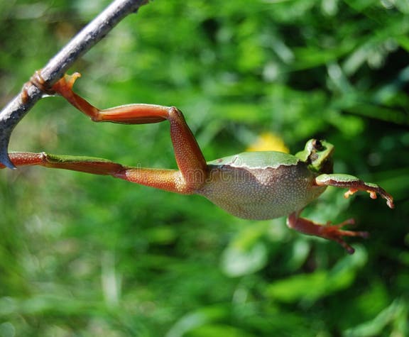 211 Frog Back View Stock Photos - Free & Royalty-Free Stock Photos from ...
