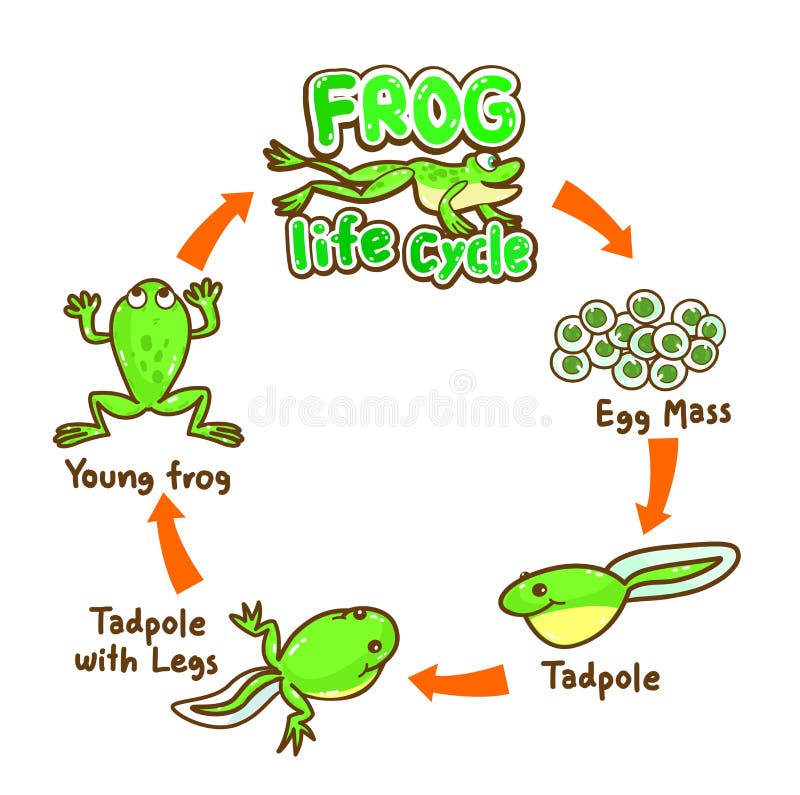 The Frog’s Life Cycle Vector. Stock Vector - Illustration of line ...