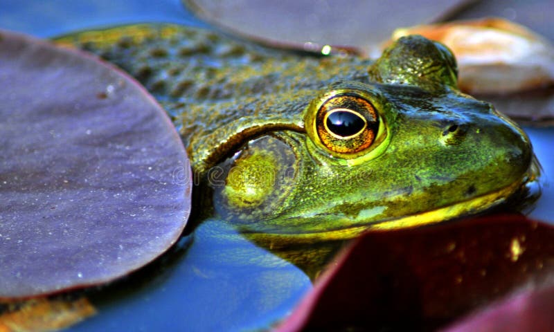 Frog s look... stock image. Image of australia, litoria - 20467429