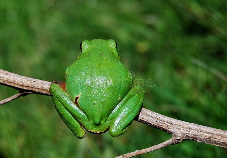 211 Frog Back View Stock Photos - Free & Royalty-Free Stock Photos from ...