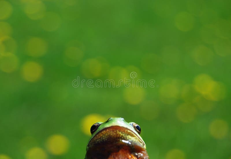 Frog s perspective stock image. Image of relax, wildlife - 8031003