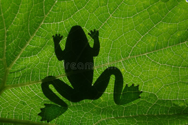 Frog s shadow stock image. Image of isolated, integument - 20786893