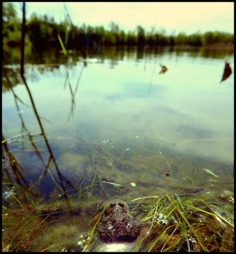 FrogÂ´s view stock photo. Image of waiting, kuaka, toad - 90917938