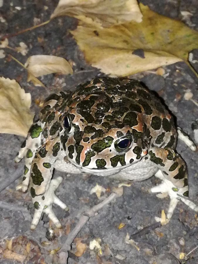 Frog so sad stock photo. Image of animal, frog, cute - 98097730