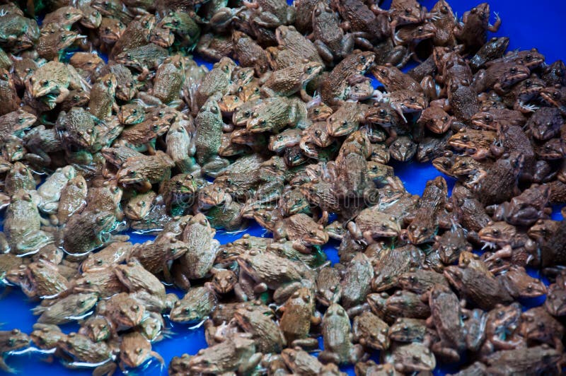 Basket Full of Chinook Leaf Hops Stock Photo - Image of full, tasty ...