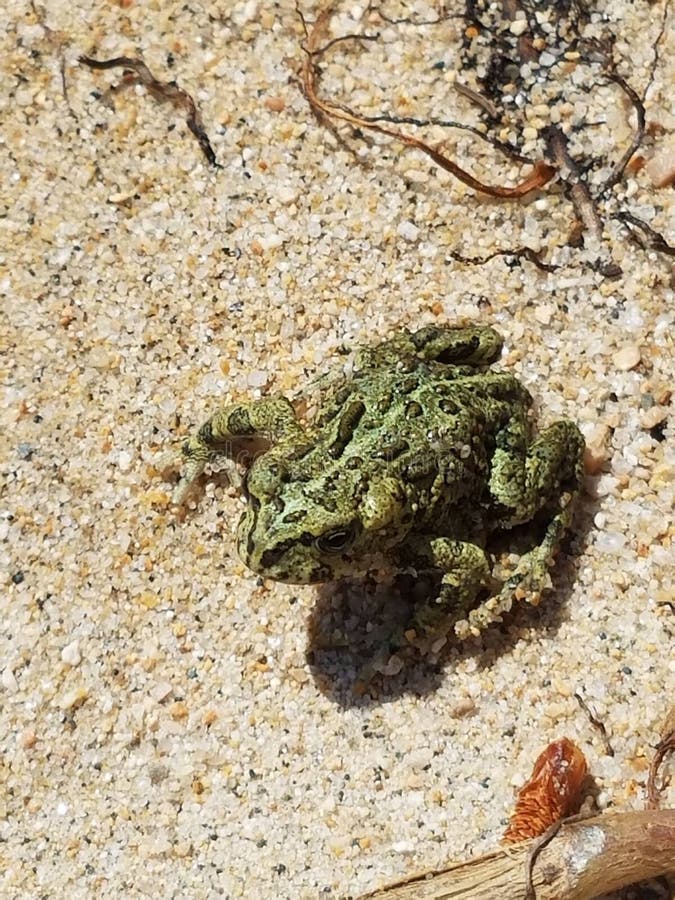 Frog stock image. Image of cute, nature, sand, frog - 137433303