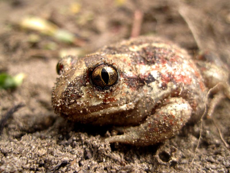 Frog and sand stock image. Image of wildlife, macro, eyes - 27350869