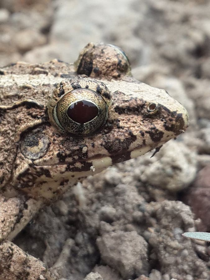 Frog in the Sand. the European Toad (Coccinellus Coccinellus) Stock ...