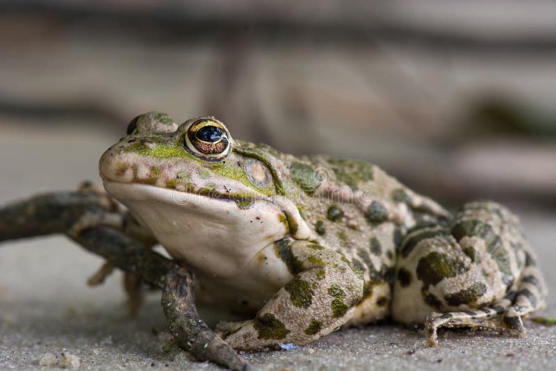 Frog on the sand closeup stock photo. Image of cold, nature - 57492302