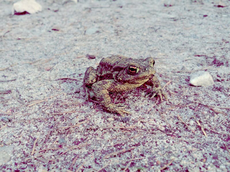 Frog on sand stock photo. Image of nature, sitting, sand - 97299642
