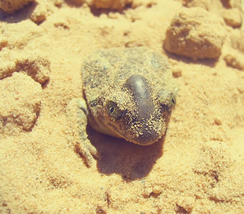 Sand frog on white stock photo. Image of closeup, close - 139531626