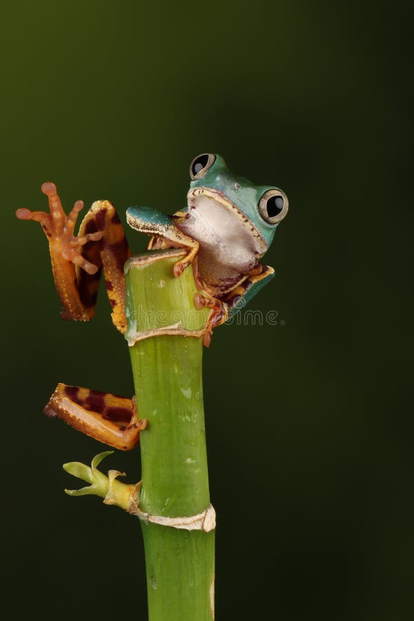 Frog sat on top of bamboo stock image. Image of shoot - 198254955