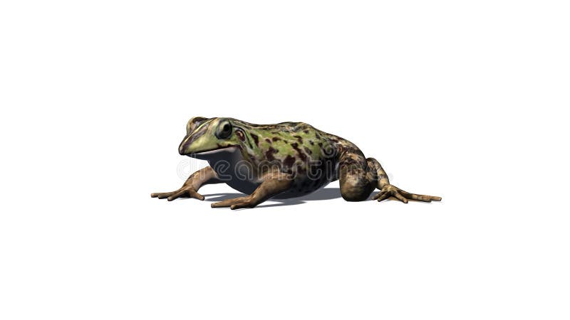 Frog Seated - Right Side View Stock Illustration - Illustration of ...