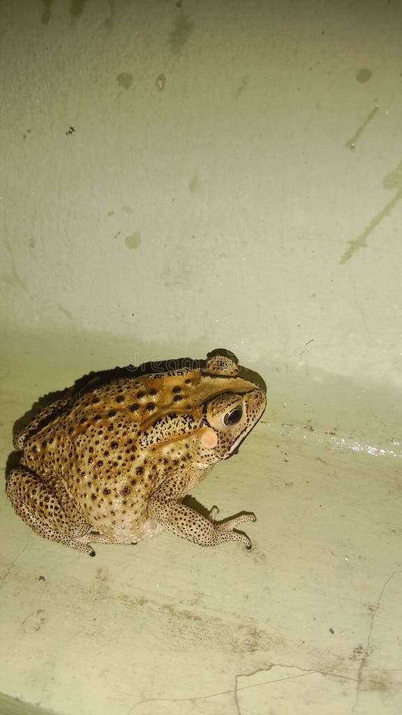 A Frog Seen during the Rain at Night Stock Image - Image of frog, rain ...