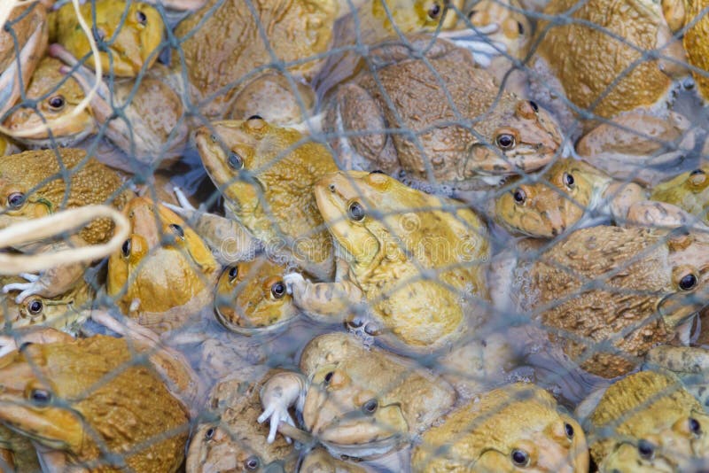 Frog for Sell Morning Market Stock Image - Image of view, amphibia ...