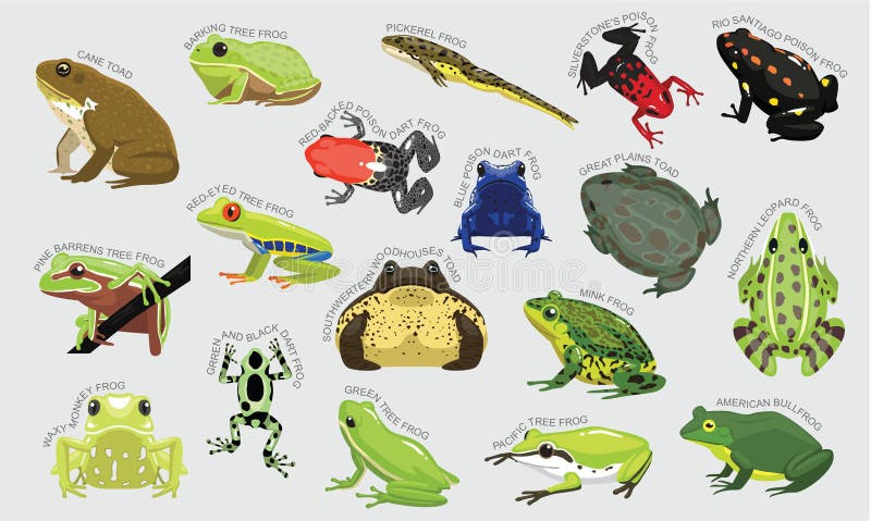 Frog Set Various Kind Identify Cartoon Vector-01 Stock Vector ...