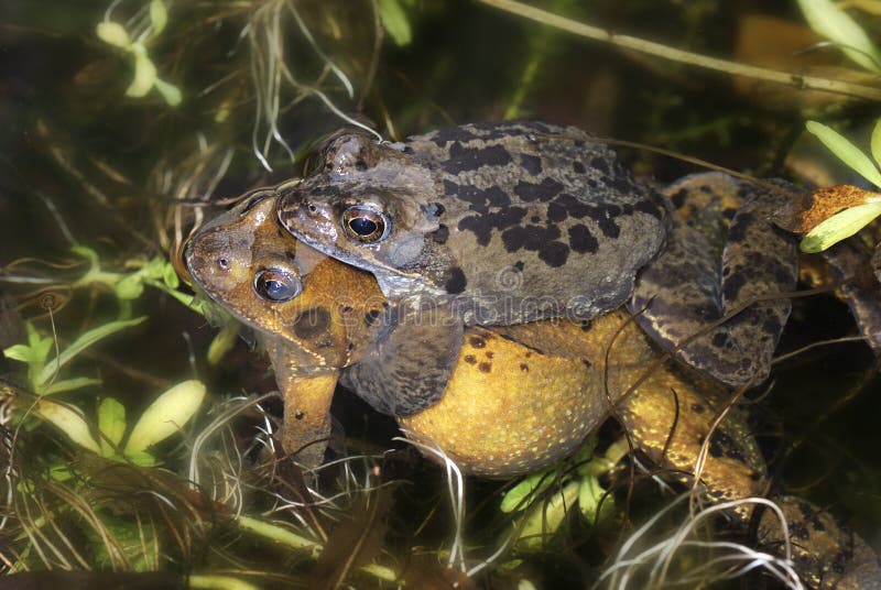 Frog sex stock image. Image of macro, toad, copulation - 22008819
