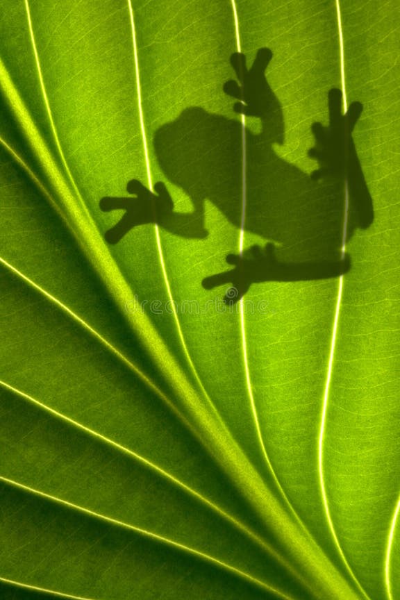 Frog Shadow stock photo. Image of animal, webfoot, tree - 14422348