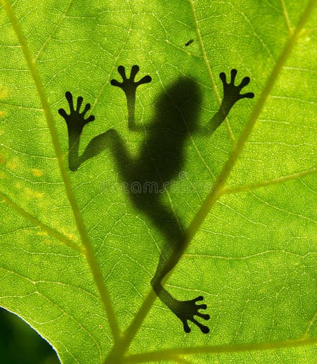 Frog shadow stock image. Image of darling, eyeball, prince - 15463163