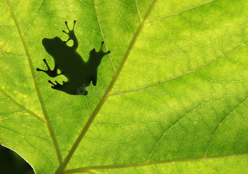 Frog shadow stock photo. Image of amphibian, hidden, preserve - 18636934