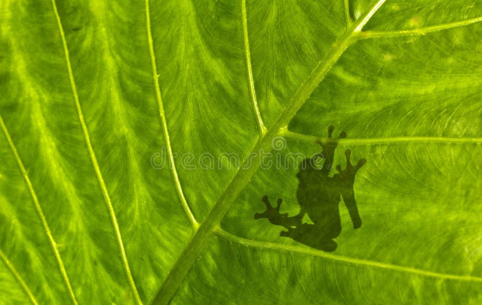 Frog shadow on the leaf stock image. Image of callidryas - 31012203