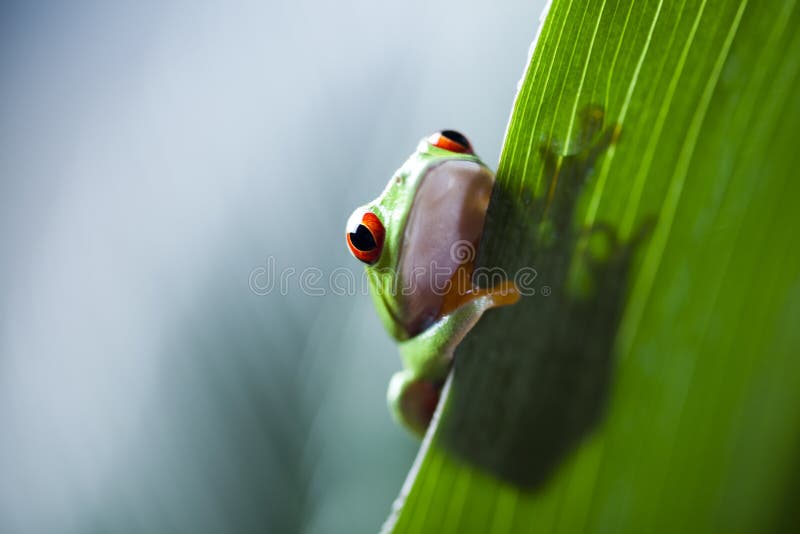 Frog shadow on the leaf stock image. Image of wildlife - 65001353