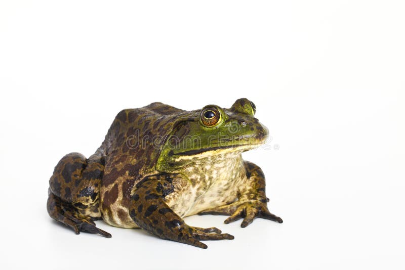 Back View of a Edible Frog - Rana Esculenta Stock Photo - Image of body ...
