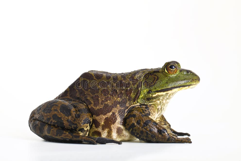 Frog stock image. Image of wild, nature, white, common - 33374603