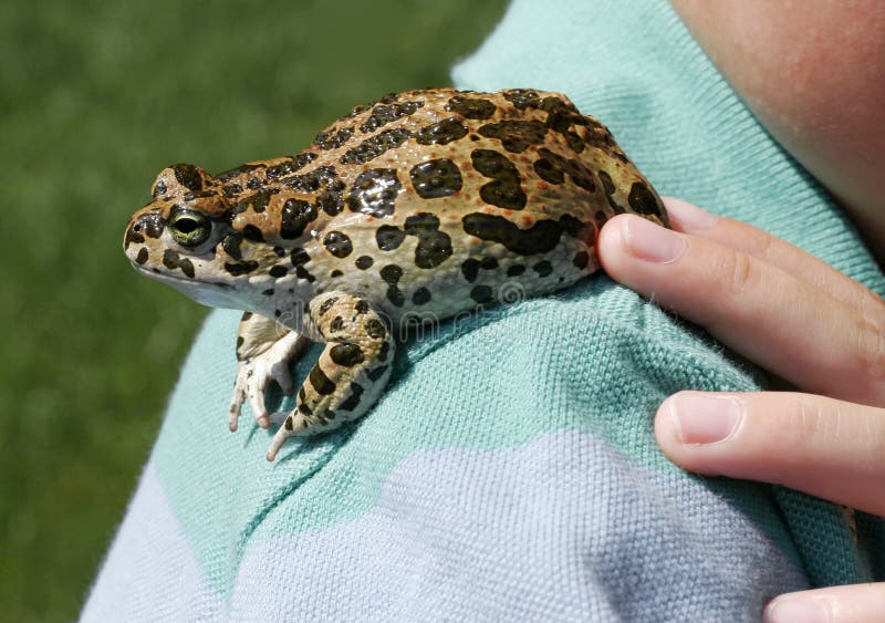 Frog Shoulder Stock Photos - Free & Royalty-Free Stock Photos from ...