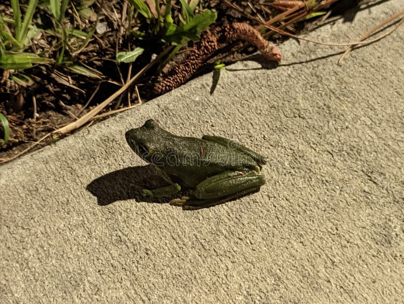 Frog on the side walk stock photo. Image of tortoise - 271783878