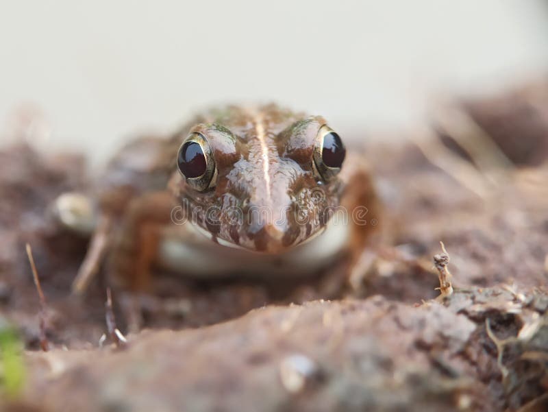 This is a frog. stock image. Image of lens, frog, camera - 247931333