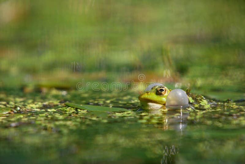Bright Green American Bullfrog Stock Photo - Image of environment, lake ...