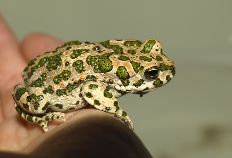 Tree frog stock image. Image of jumper, frogs, hyperolius - 14615329