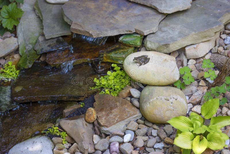 Frog Sits on a Rock Nest To a Small Backyard Waterfall Stock Image ...