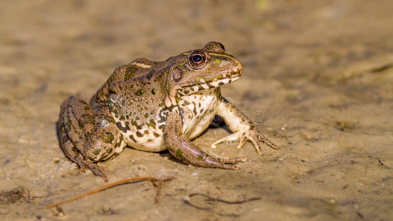 Frog Sits on the Sand on the River Bank Stock Image - Image of nature ...