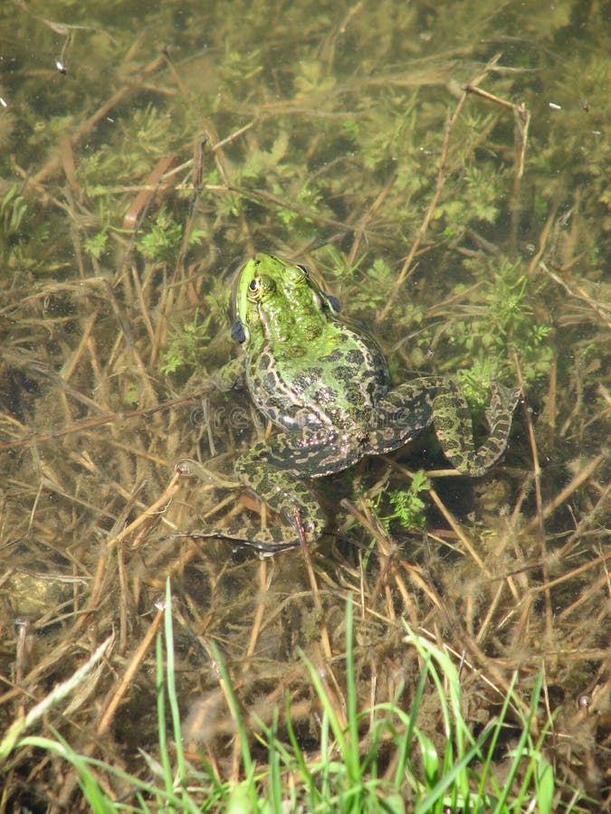 A Frog Sits in the Swamps of Azerbaijan Stock Photo - Image of toad ...