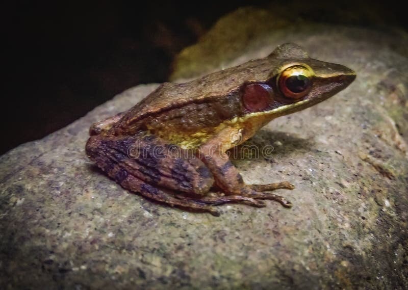 Frog stock image. Image of nature, rock, frog, creations - 126463345